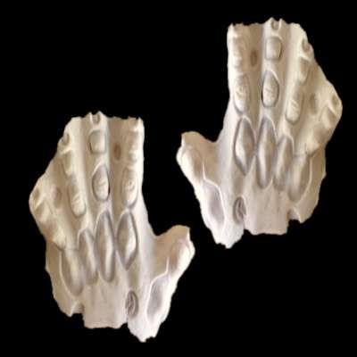 Arthritic Knuckles (pair) | MostlyDead.com