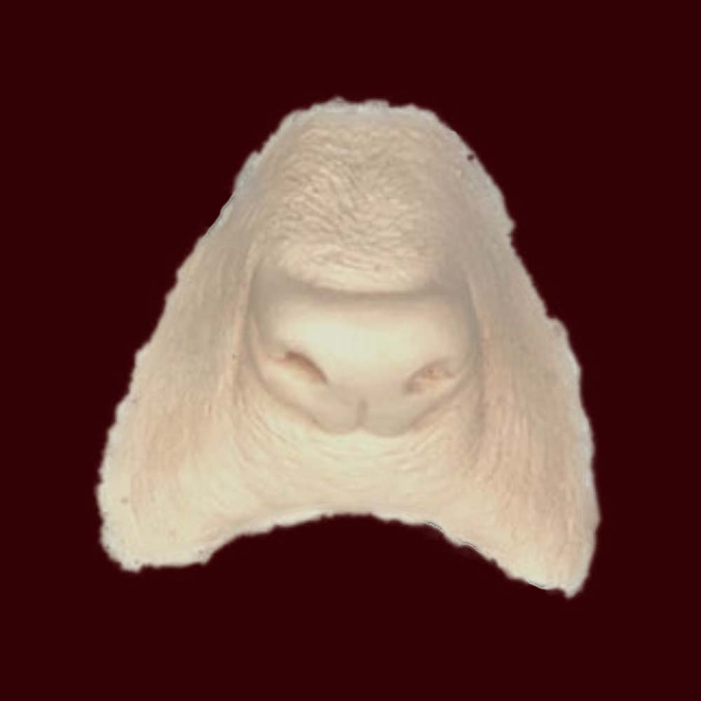 Werewolf Nose by Infected FX | MostlyDead.com